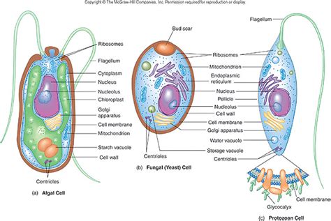Lesson 5 Protozoa