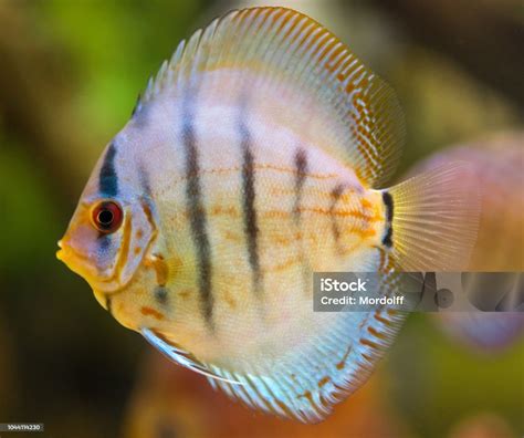 열 대 Symphysodon 원반던지기 물고기 수족관 측면 보기 0명에 대한 스톡 사진 및 기타 이미지 0명 감금 상태