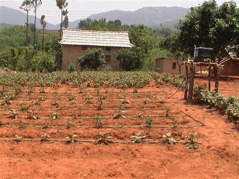 Low Cost Drip Irrigation Icimod