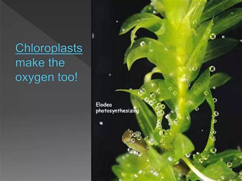 Photosynthesisppt