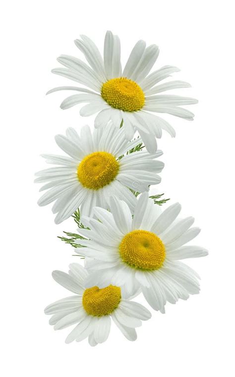 Chamomile Flower Flying Petals Isolated On White Background Stock Image