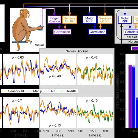 Absence Of Sensory Feedback May Cause Closed Loop Performance Reduction Download Scientific