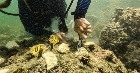 Florida Seawater Hits Hot Tub Temperatures After Scientists Warnings