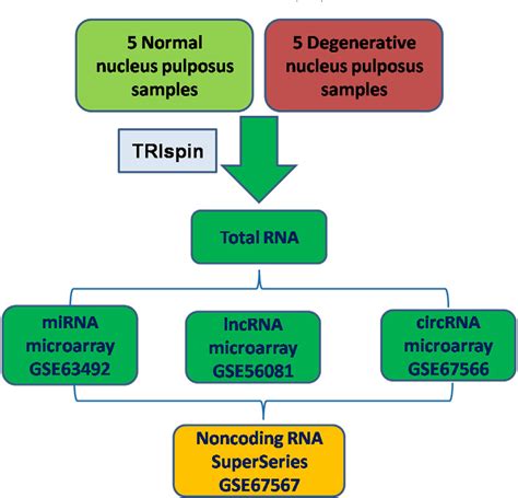 Figure 1 From Noncoding Rnas In Human Intervertebral Disc Degeneration