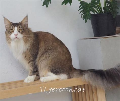 Ticked Tabby Pattern Maine Coons Cute Photos MaineCoon Org
