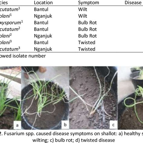 List Of Isolate And Symptom That Caused Fusarium Spp Download