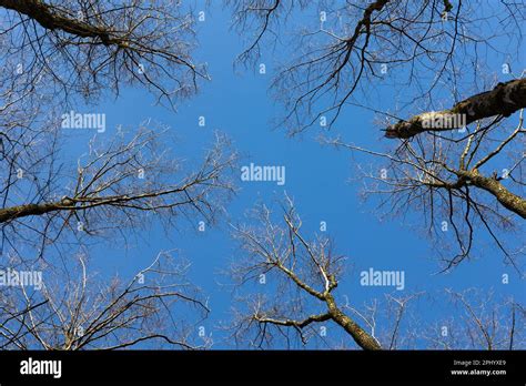 Looking Up At The Treetops Against The Blue Sky Branches Without
