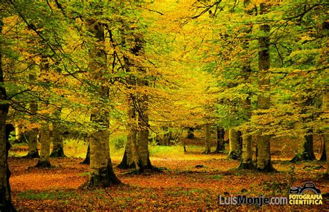 Luis Monje Fotografía Científica¿por Qué Las Hojas De Los árboles