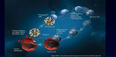 Immuno Oncology Diagram Quizlet
