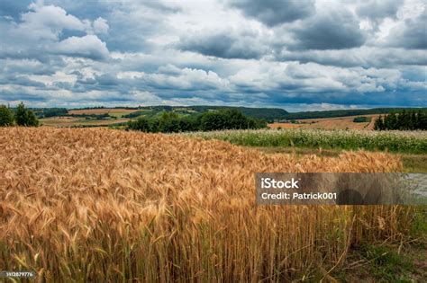 전경에있는 시리얼과 두 번째 메밀 배경의 아름다운 농업 언덕 0명에 대한 스톡 사진 및 기타 이미지 0명 개화기 계절 Istock