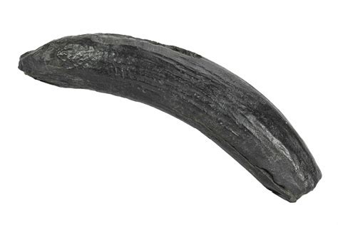 63 Fossil Pygmy Sperm Whale Kogiopsis Tooth South Carolina