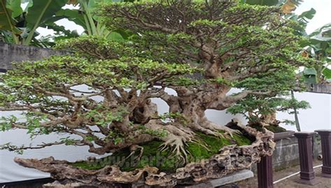 Cara Membuat Bonsai Serut Untuk Para Pemula Panduan Lengkap