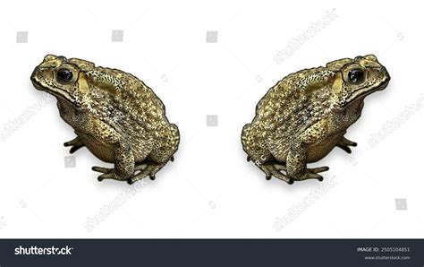 Images Arranging Combination Objects Photos And Images And Pictures Shutterstock