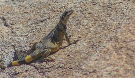 Cannundrums Chuckwalla