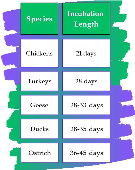 Optimizing Incubation Conditions For Chick Welfare Modern Poultry