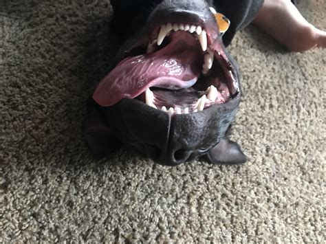 Venom R Confusingperspective