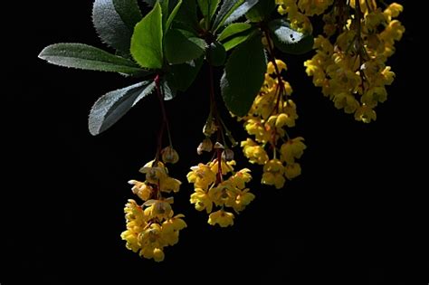 작은 노란 꽃과 어두운 배경에서 Berberis Sieboldii 매 발톱 나무의 어린 잎 0명에 대한 스톡 사진 및 기타 이미지 0명 Berberine 검은색