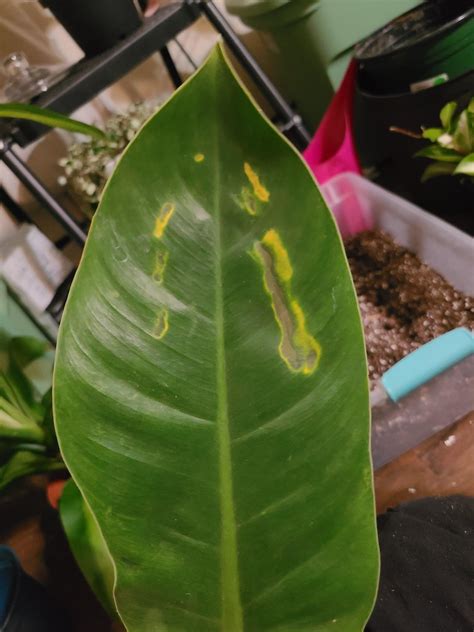 Is It Rust Fungus R Plantclinic