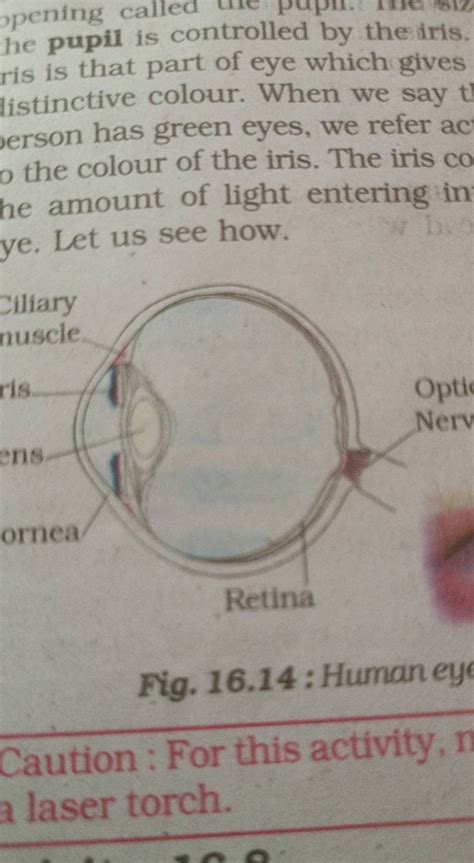 He Pupil Is Controlled By The Iris Ris Is That Part Of Eye Which Gives L