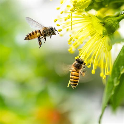 A Squelette UN TOIT POUR LES ABEILLES Triangle Intérim