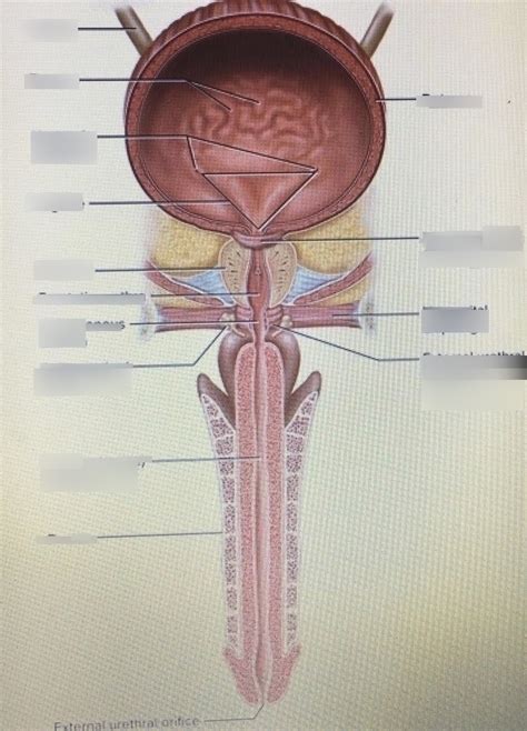 Lab Exam 3 Diagram Quizlet