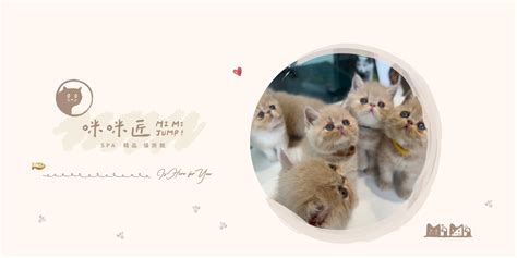 咪咪匠寵物美容 寵物美容寵物美容店貓咪美容台中寵物美容台中寵物美容店梧棲寵物美容梧棲貓咪美容