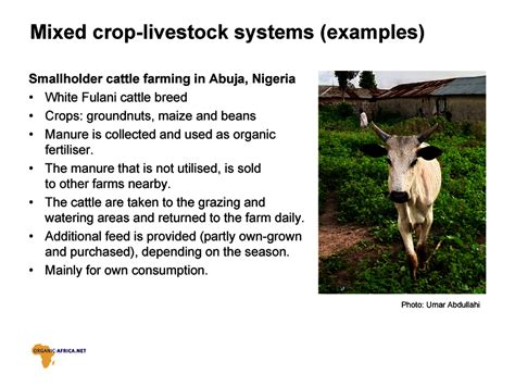 Organic Africa Dairy Cattle Production Systems