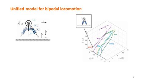 Bipedal Passive Locomotion Dlar Lab Syracuse University