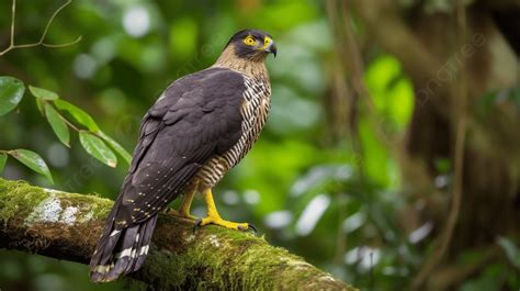숲의 나뭇가지에 앉아 있는 매 이리오모테 섬의 볏 깃털을 가진 볏이 있는 뱀 독수리 고화질 사진 사진 배경 일러스트 및 사진 무료 다운로드 Pngtree