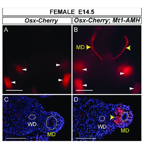 Mt1 Amh Induces Osx Cherry In The Müllerian Ducts Of Female Embryos A