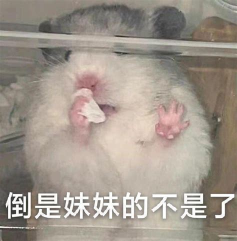 上海雌小鬼是吧拳头硬了 178