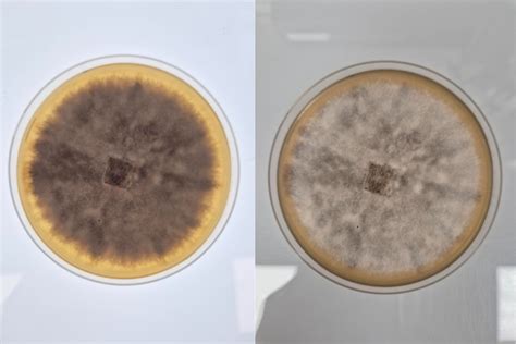 Scaling Quality And Overcoming Biomanufacturing Challenges The Chronicles Of Phoma Macrostoma