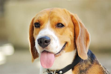 小猎犬表面 库存照片 图片 包括有 小狗 哺乳动物 年轻 开会 敌意 查找 纵向 逗人喜爱 16123236