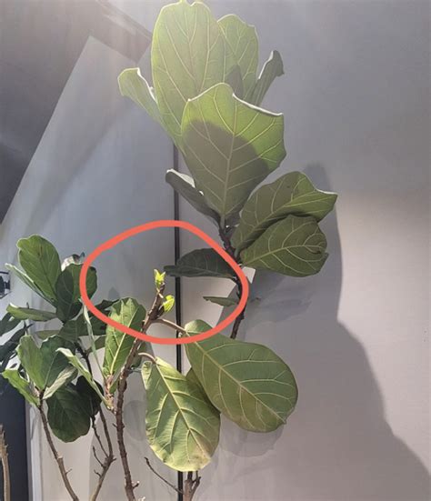 왜 새 순을 틔우지 않나요 새순떡갈고무나무분갈이해충뿌리썩음 식물 관리 일지