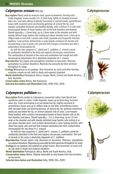 Mosses Liverworts And Hornworts Of Ascension Island Nhbs Field Guides