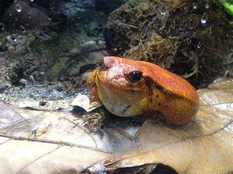 Tomato Frogs Are Really Cute Frogs
