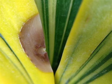 Common Snake Plant Problems How To Fix Them Mother In Law Plant Mother In Law Tongue