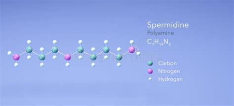 Spermidine Molecule 3d Molecular Structure Ball And Stick Model Structural Chemical Formula