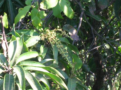 Mango Life Cycle India Travel Forum