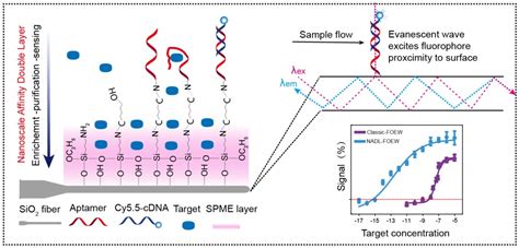 Biosensors Free Full Text Recent Progress In Functional Nucleic