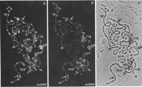 Sequential Staining Of Polytene Chromosomes With Hnrnp And