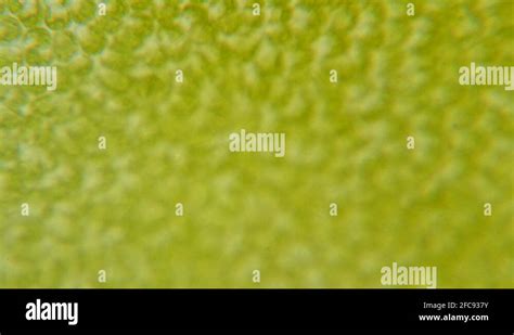 Chloroplasts Plant Cells Microscope Stock Videos And Footage Hd And 4k