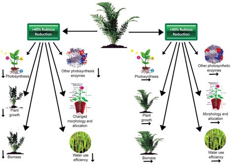Depiction Of Overall Impact Of Rubisco On Photosynthesis Plant Growth