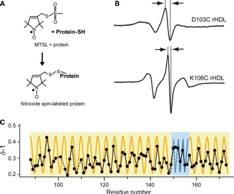 The Secondary Structure Of Apolipoprotein A I On 9 6 Nm Reconstituted High Density Lipoprotein