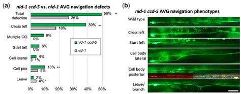 Avg Axon Guidance Defects In Nid 1 Ccd 5 Double Mutants A Penetrance