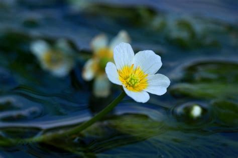 627醒ヶ井の梅花藻その6 Huちゃん 写真日記 楽天ブログ