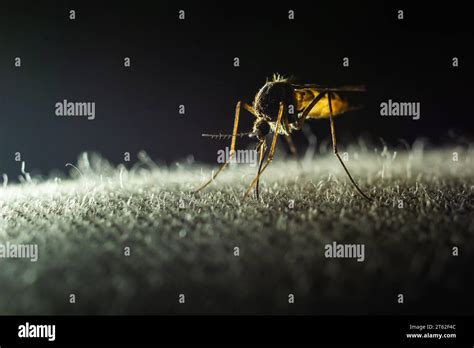 Macro Of Mosquito Suck In Bloodmosquito Using Mouth Drill Through