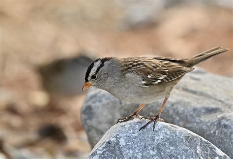 White Crowned Sparrow Bird Free Photo On Pixabay Pixabay