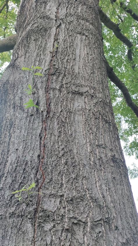 tree issue r tree