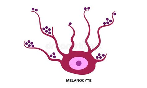 Melanin And Melanocytes Stock Illustration Illustration Of Basal